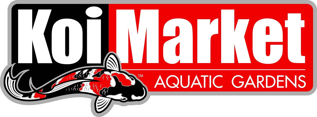 Largest Japanese Koi Dealer in NY | Over 10,000 Koi available – Koi Market